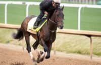 Flying Mohawk - Horse