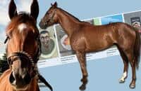 Skibidi Rizz - Horse