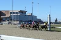 White Rose - Horse - Horse Racing Nation