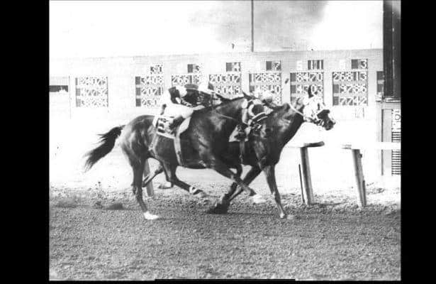 Arrogate (the original one) was a star in his own right