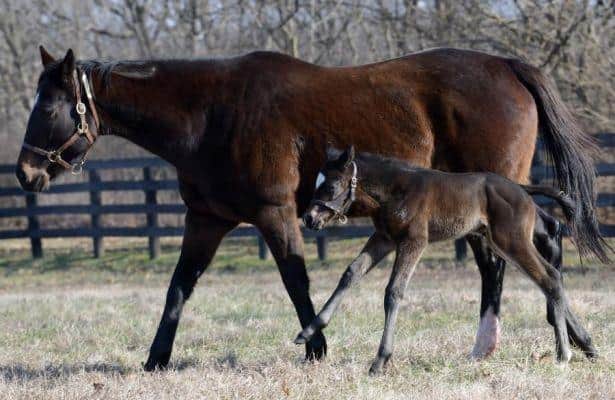 Astern's first Northern Hemisphere foal has shades of Medaglia d'Oro