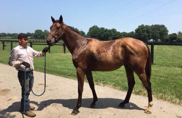 Why own a racehorse? 2-year-old colt has me dreaming