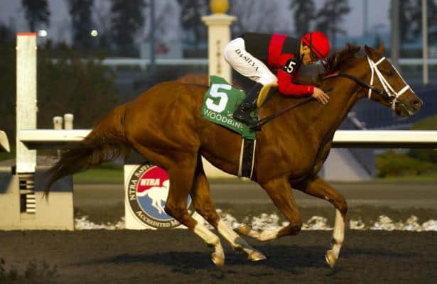 Calgary Cat on Champion's Path in Kennedy Road