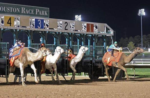 Camel and Ostrich races back at Sam Houston on Friday and Saturday