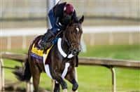 Catholic Boy - Horse