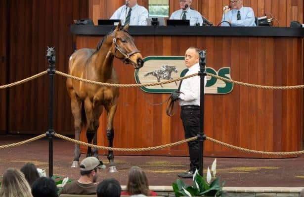 Corniche colt sells for $1.35 million at OBS auction