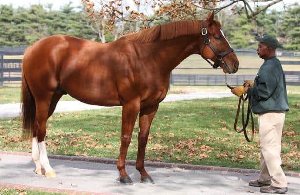 Curlin's fillies perform, earn $5,000 more per start