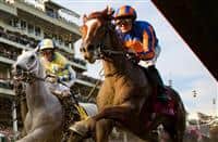 Daddy Long Legs - Horse