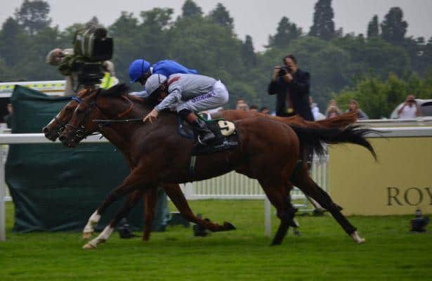 Dawn Approach repels Toronado in St James's Palace‏