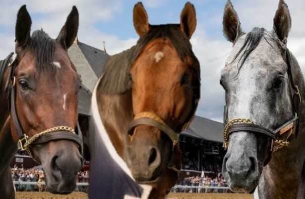 Spa: Jim Dandy has Fierceness, Sierra Leone, Seize the Grey