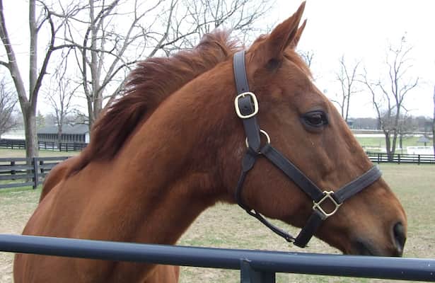 Champion, Kentucky Derby winner Funny Cide dies at 23