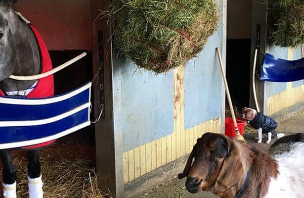 Hot streak on hold, Atras prepares for Aqueduct racing's return