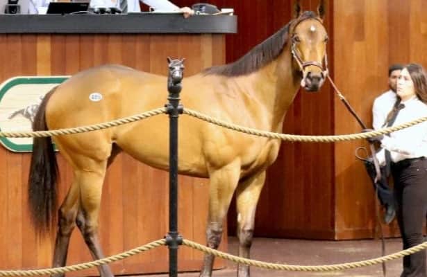 Good Magic filly sells for $1.1 million at OBS 2-year-olds sale