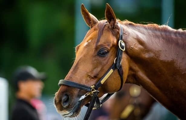 Prospect Watch: 82 entries + Gun Runner's half-sister debuts