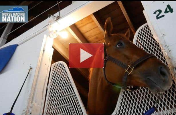Gun Runner still on the Preakness fence (VIDEO)