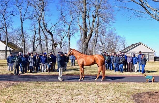 Gun Runner embracing new career at Three Chimneys Farm