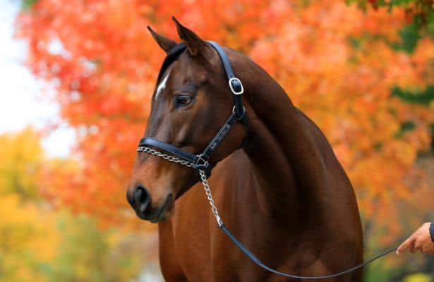 Lady Aurelia breeding to top dirt stallion Curlin in 2019