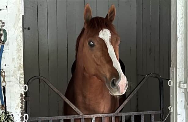 After he is done racing, Mage will stand at Airdrie Stud