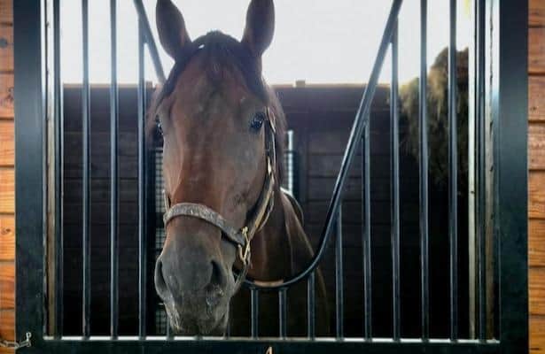 Last horse owned by Lukas arrives at Old Friends retirement farm
