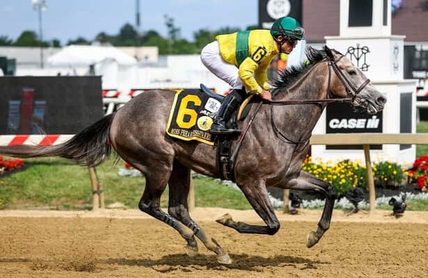Horses to Watch: Put these ascendant sprinters on your list