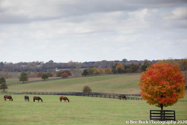 Beyond the Gates: A Closer Look at Mill Ridge Farm