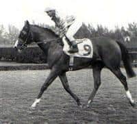 Northern Dancer - Horse