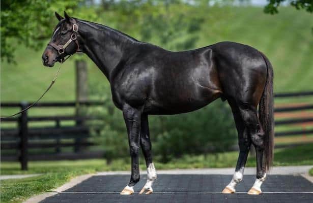 Hill ’n’ Dale pays $3 million for share in Not This Time