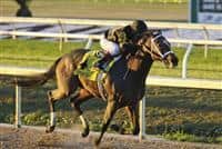 Oxbow - Horse