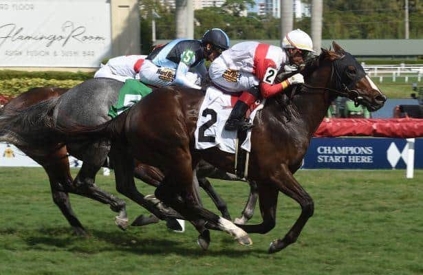 Full brother to Kentucky Derby winner Orb wins on Gulfstream turf