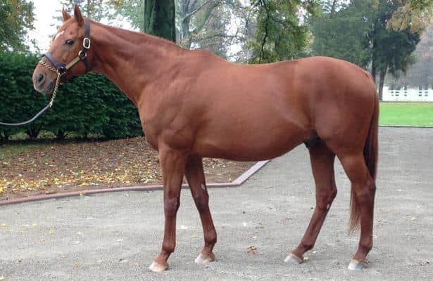 Champion Point Given pensioned to Kentucky Horse Park