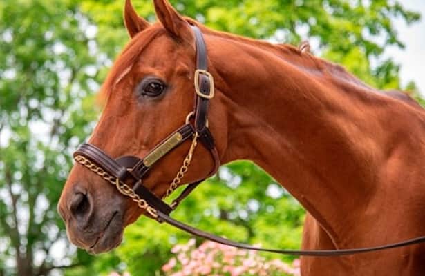 Point Given, 2001 horse of the year, dies at age 25
