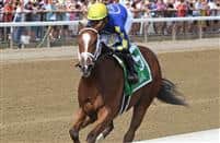 Paynter - Horse