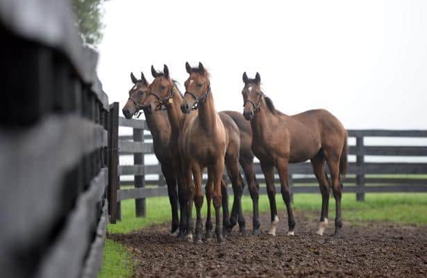 Stonestreet Farm, U. of Kentucky partner for blood testing program