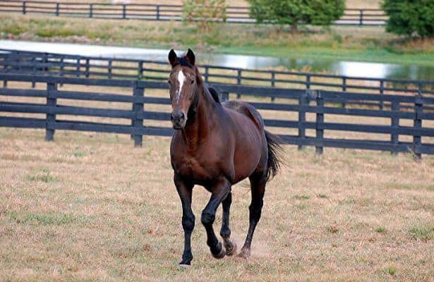 Remembering a champion – Sunshine Forever