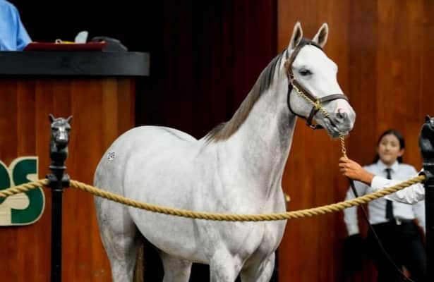 Tapit colt sells for $1 million to lead OBS spring sale