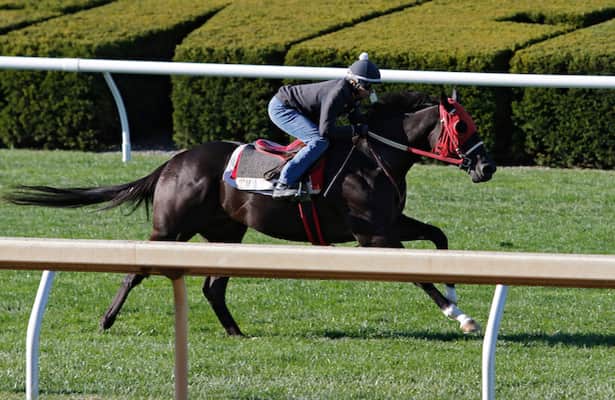 Breeders’ Cup: Undefeated Tyler’s Tribe gears up on turf