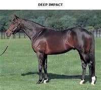 Deep Impact - Horse