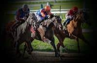 Cherie DeVaux - Trainer