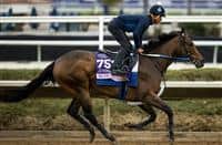 Steven Asmussen - Trainer