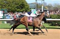 Mr. Prospector - Horse