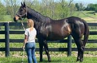 Indian Charlie - Horse