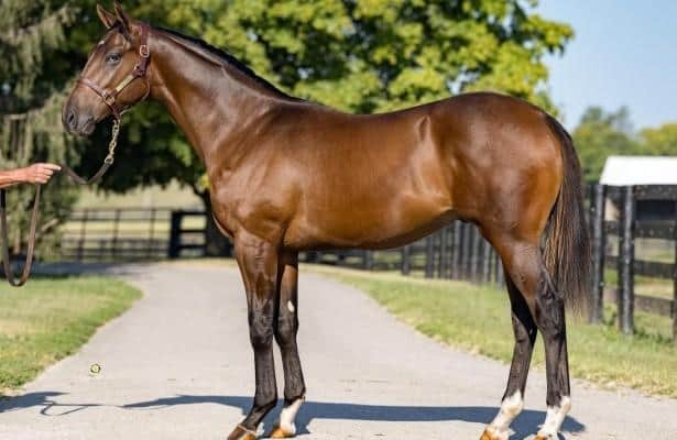 Greenwell, Flightline's 1st starter, finishes 2nd on debut
