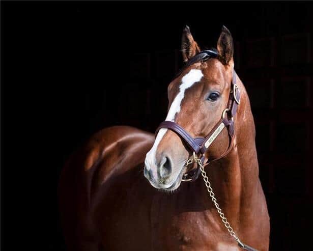 Into Mischief stud fee set at $225,000 for 2021