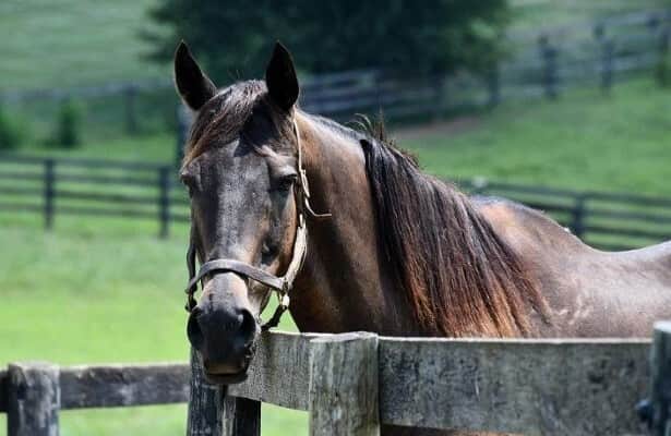 Millionaire New Jersey-bred mainstay Joey P. dies at age 23