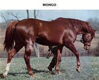 Mongo - Horse